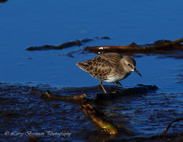 Least Sandpiper | Project Noah