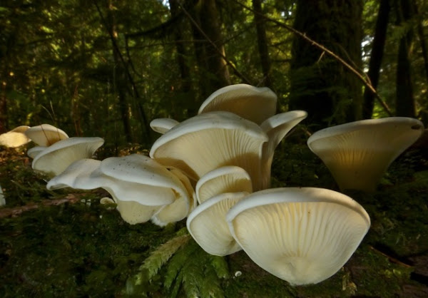 Angel's Wing Mushrooms | Project Noah