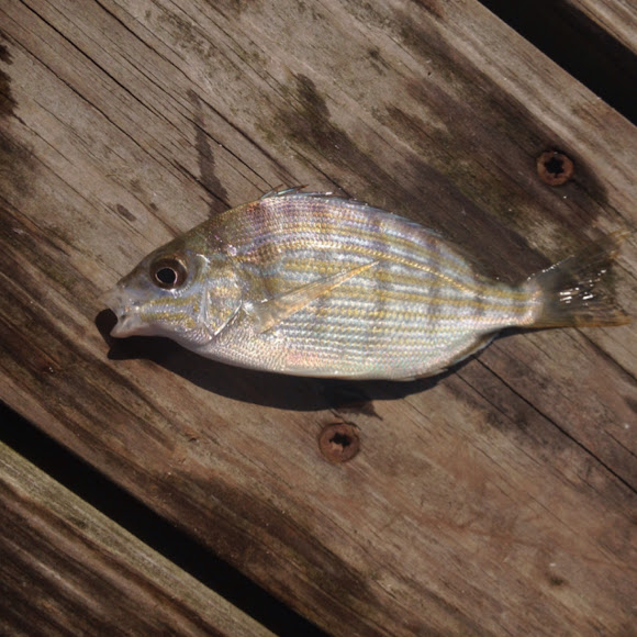 Pinfish | Project Noah