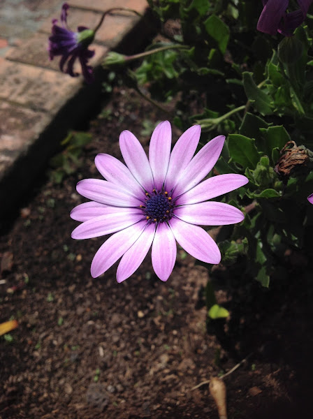 Trailing African Daisy | Project Noah