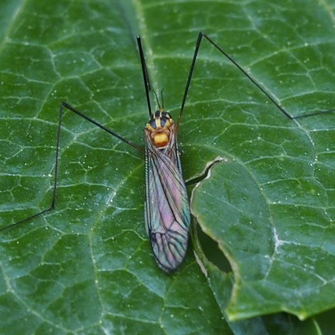 Crane Fly | Project Noah