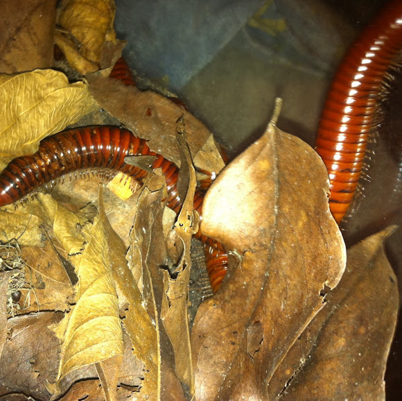 Giant rusty millipede | Project Noah