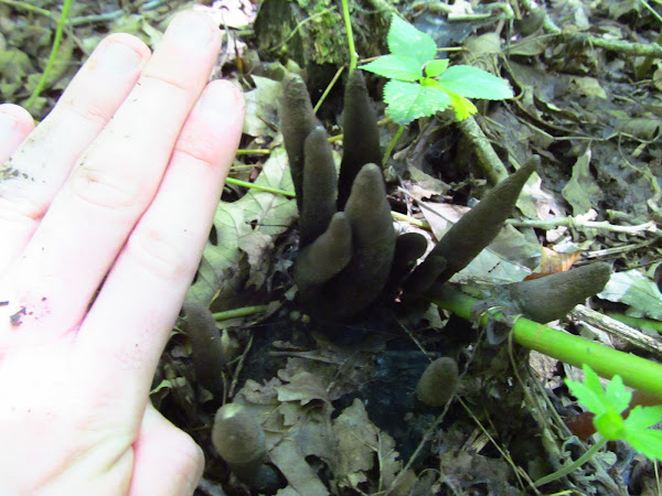 Xylaria polymorpha | Project Noah
