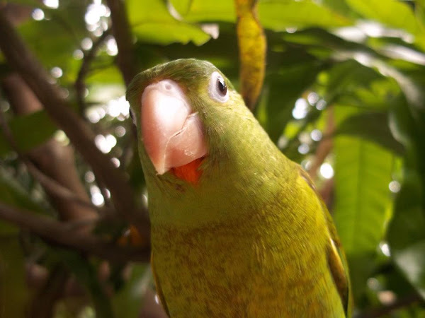 periquito barbinaranja, o periquito de tovi | Project Noah