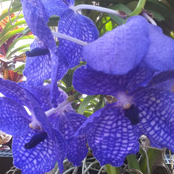 Orchid var Blue Vanda | Project Noah