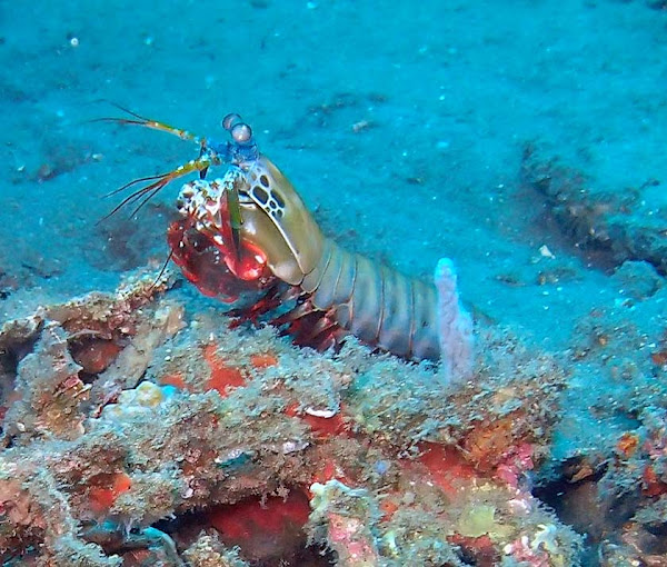 Peacock mantis shrimp | Project Noah