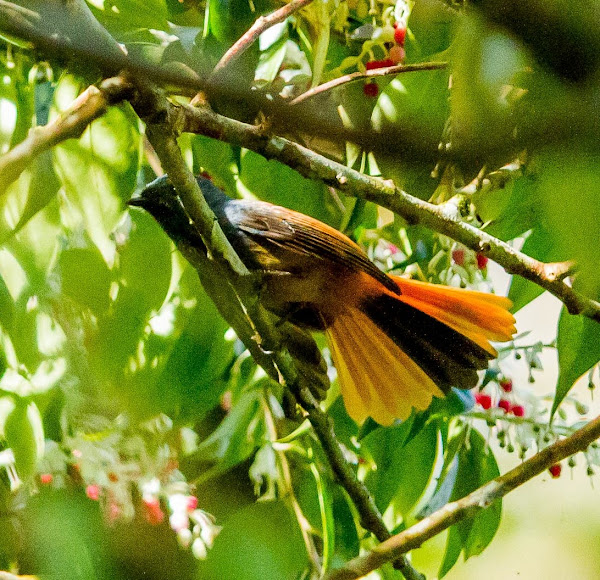 Blue-headed Fantail | Project Noah