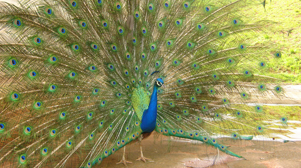 Peacock | Project Noah