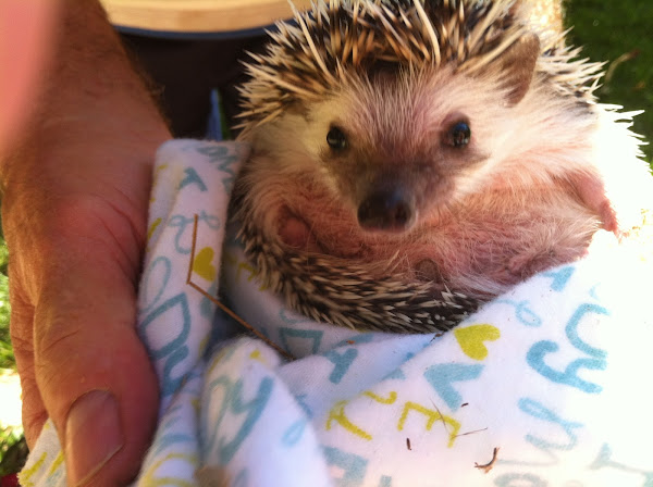 (Male) Hedgehog | Project Noah