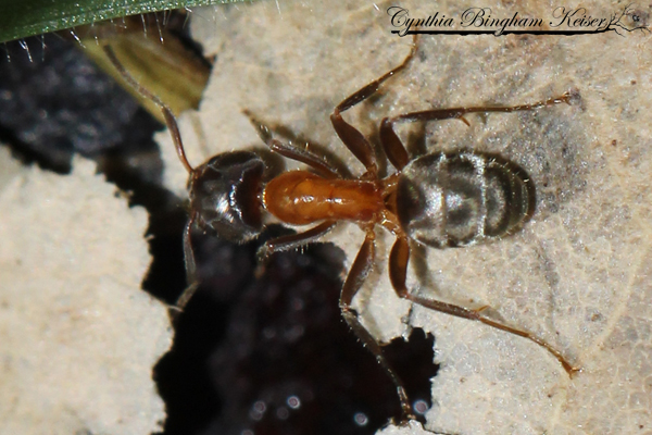 California Velvety Tree Ant | Project Noah