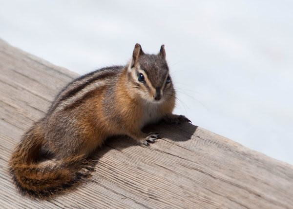 chipmunk | Project Noah