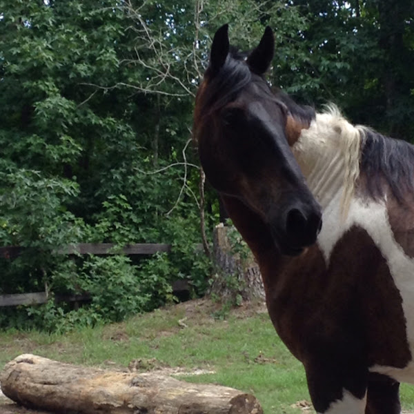 Tennessee walker | Project Noah