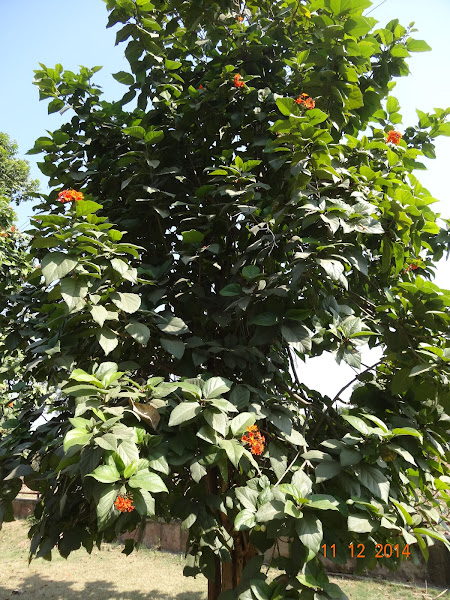 Geiger Tree | Project Noah