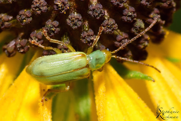 Northern Corn Rootworm Beetle | Project Noah