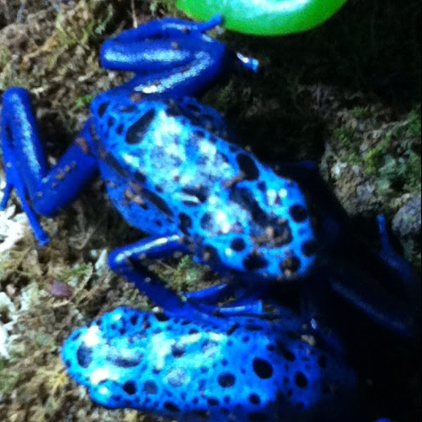 Blue poison dart frog | Project Noah