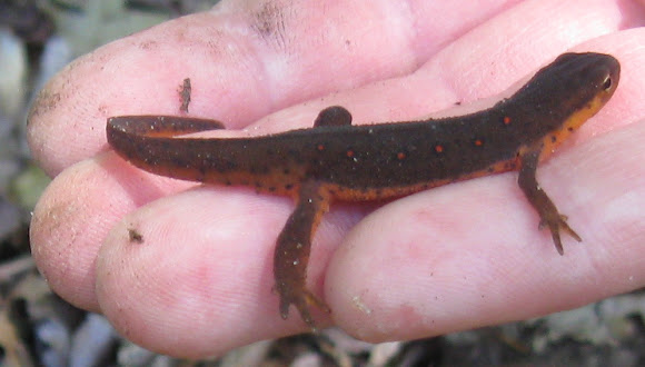 Eastern Red Spotted Newt | Project Noah