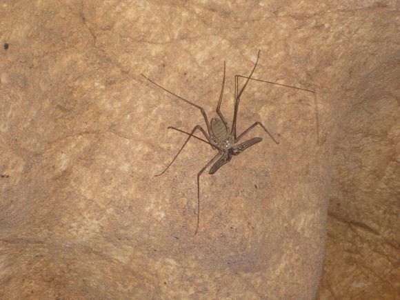 Scorpion Spider | Project Noah