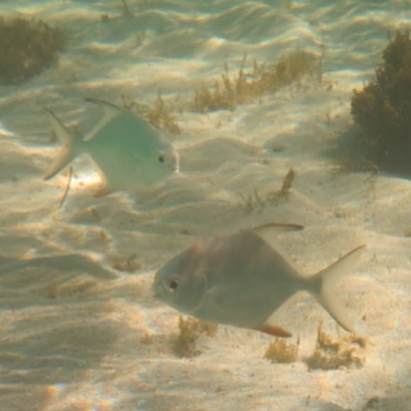 Permit juvenile | Project Noah