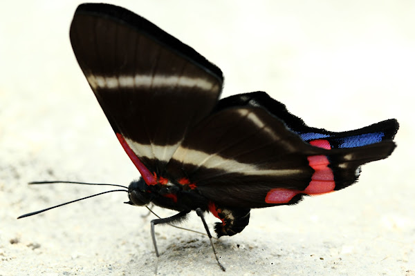 Periander Metalmark | Project Noah