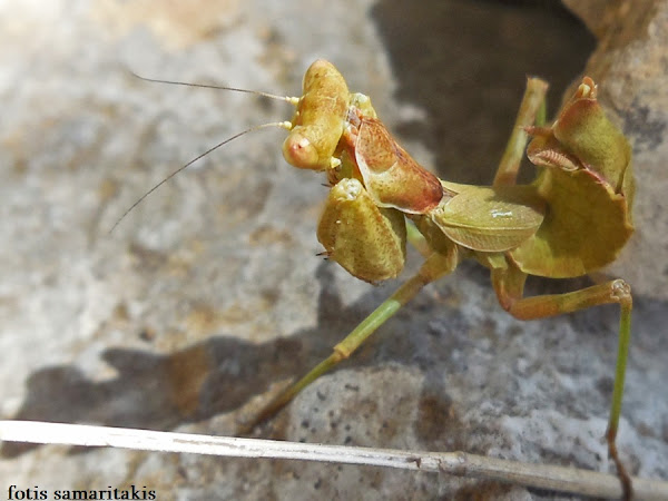 European dwarf mantis | Project Noah