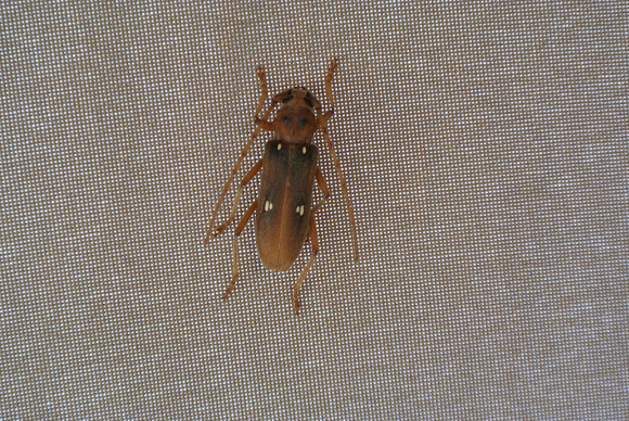 Ivory-marked Beetle | Project Noah