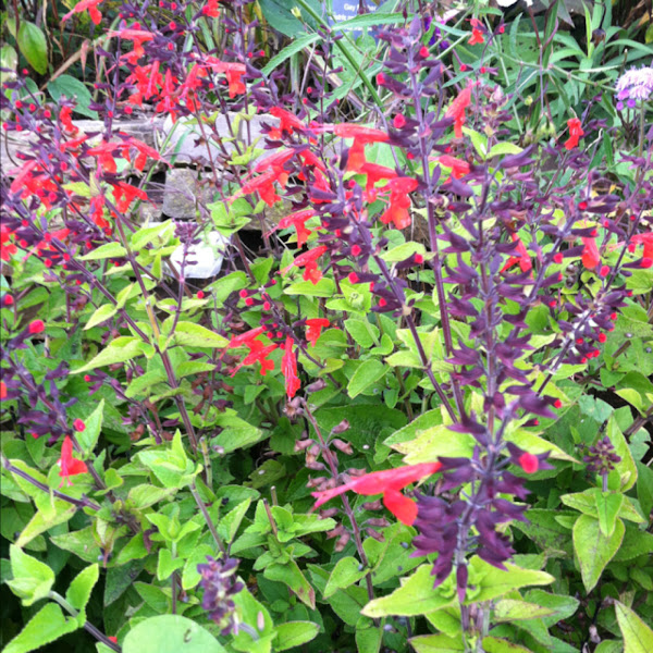 Hummingbird Sage | Project Noah