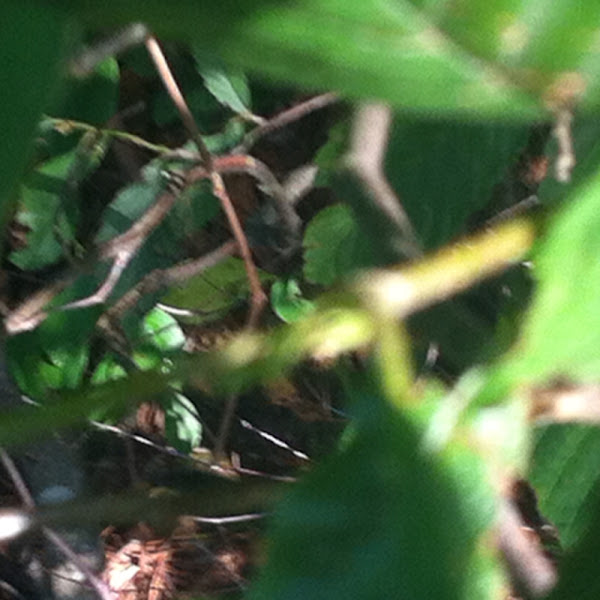 American chinquapin | Project Noah