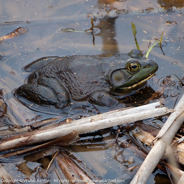 American Bullfrog | Project Noah