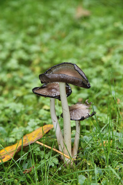 Inky Cap or Alcohol Cap | Project Noah