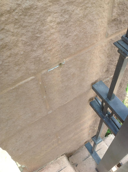 spider | Project Noah