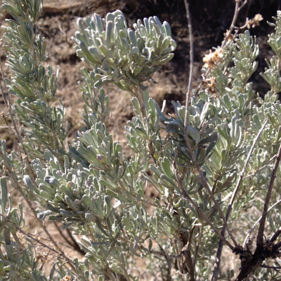Big Sagebrush | Project Noah