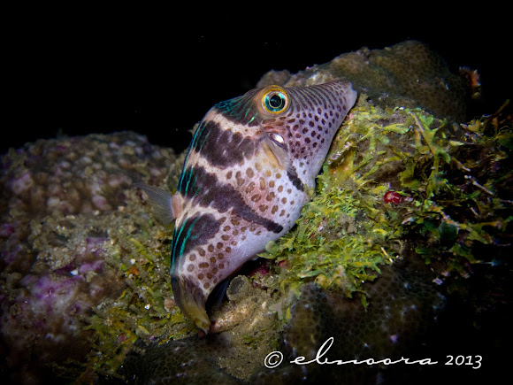 Valentinni's sharpnose puffer or Black saddled toby | Project Noah