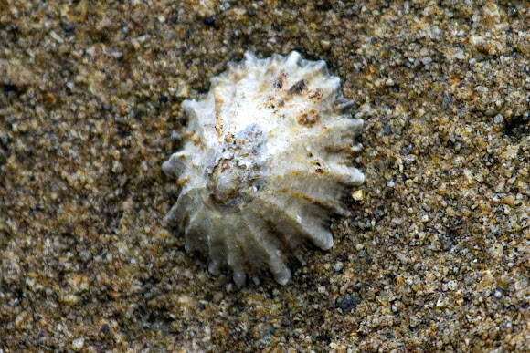 Rough Limpet | Project Noah