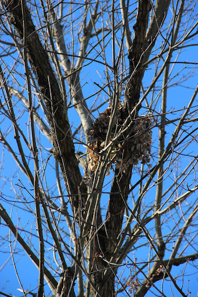 Squirrel Dreys | Project Noah