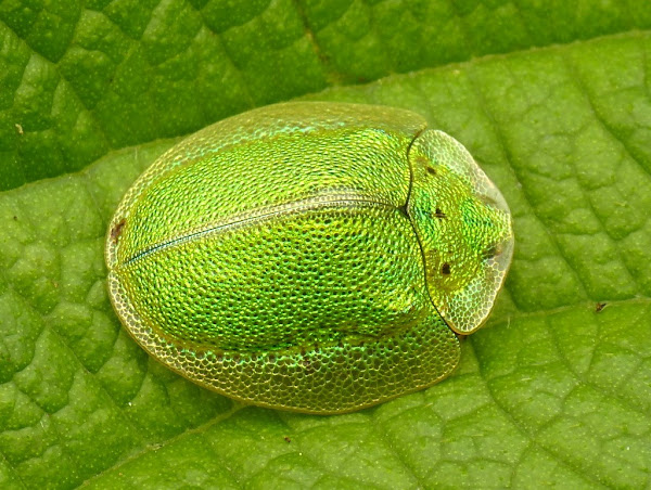 Tortoise beetle | Project Noah