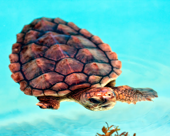 Loggerhead Sea Turtle (subadult) | Project Noah