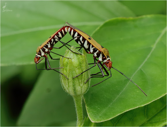 Cotton Bug | Project Noah