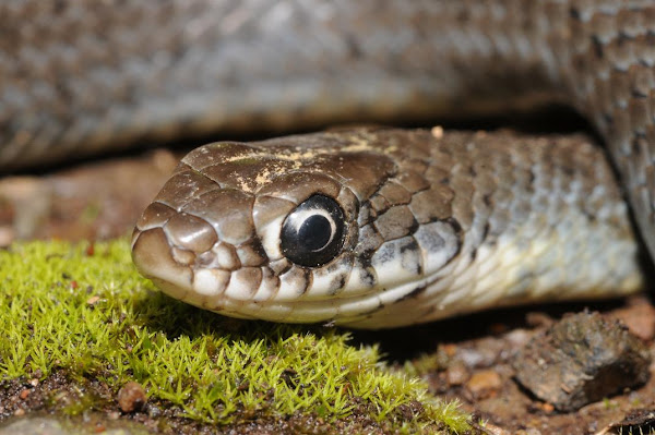 Southern black racer (juvenile) | Project Noah