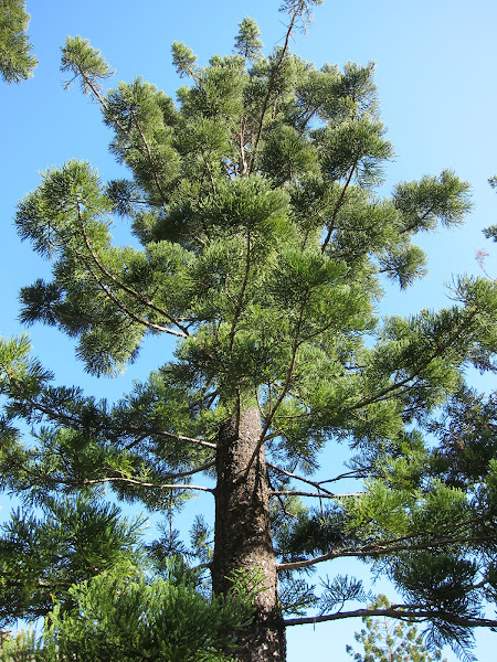 Moreton Bay Pine (aka Hoop Pine) | Project Noah