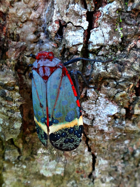 Lanternfly | Project Noah