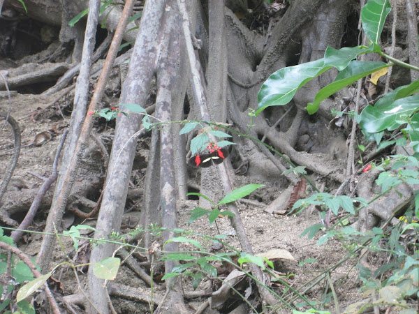 Erato Longwing | Project Noah