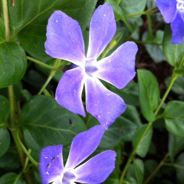 Greater Periwinkle | Project Noah