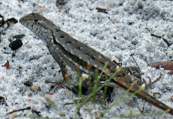Florida scrub lizard | Project Noah