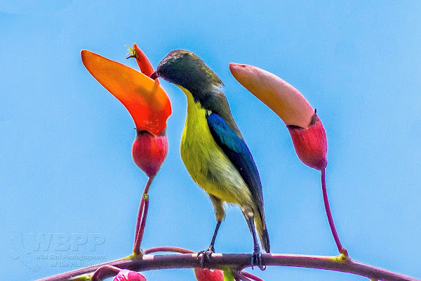 Metallic-winged Sunbird | Project Noah