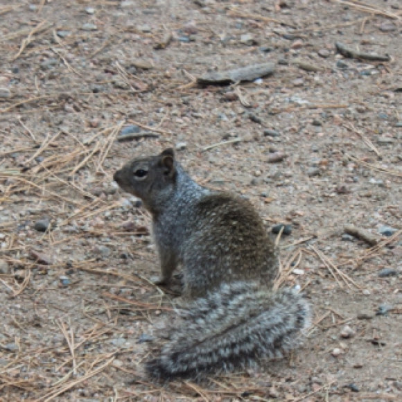 Squirrel | Project Noah