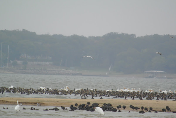 Birds (migration) | Project Noah