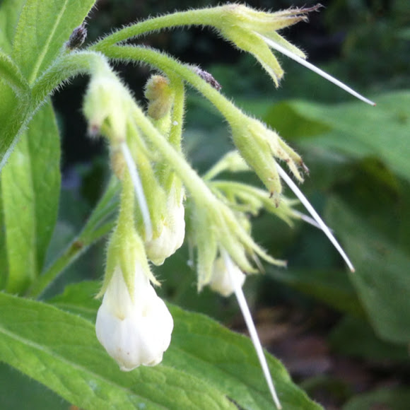 Tuberous comfrey, Knolsmeerwortel | Project Noah