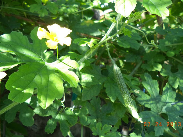 Bitter melon | Project Noah