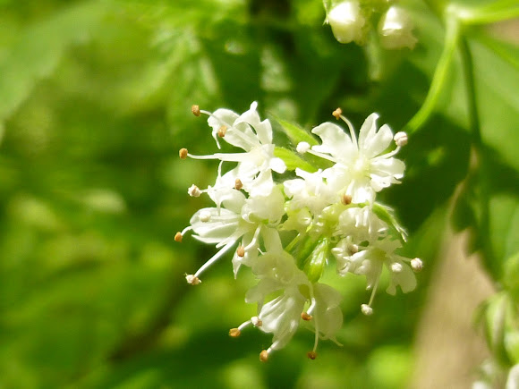 Wild Anise | Project Noah