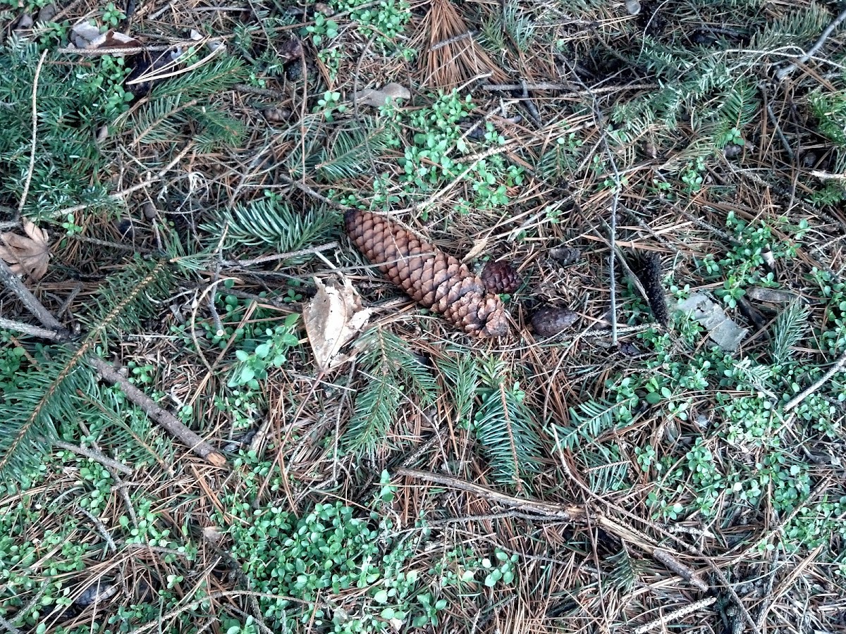 Pine cone | Project Noah